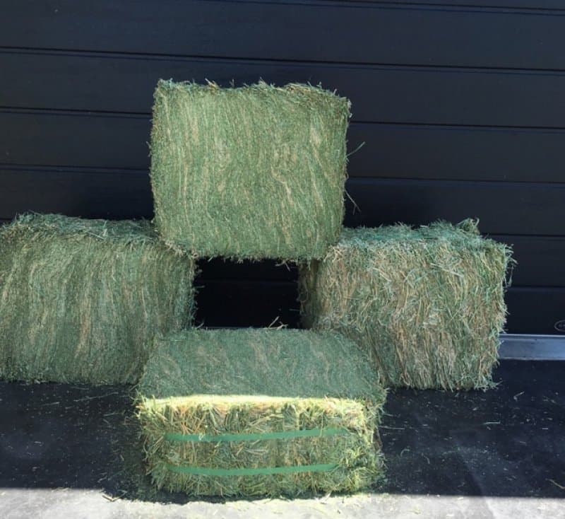 Grade A Alfalfa Hay | tradekorea
