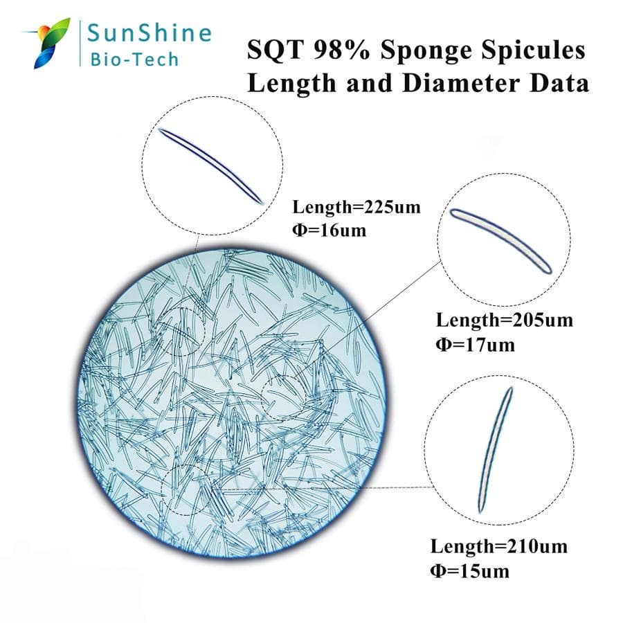 SQT Genuine 98% Sponge Spicules of Freshwater Sponge Extract | tradekorea