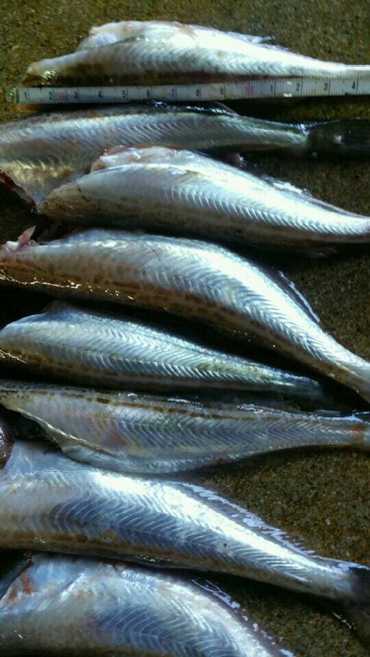 Japanese sandfish (Hatahata) / Sailfin sandfish | tradekorea