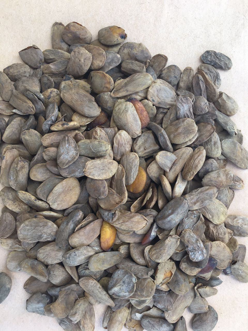Picralima nitida seed | tradekorea