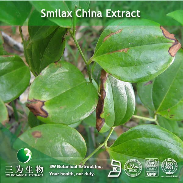 Smilax China Extract | tradekorea