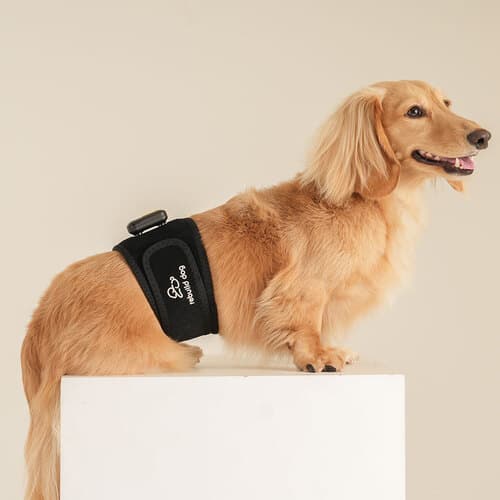 Rebuild-dog Pet Wasit EMS – Wearable Muscle Stimulator for Dogs ...