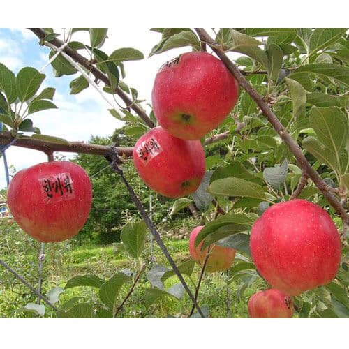 Korean Apple, Korean Apple juice | tradekorea
