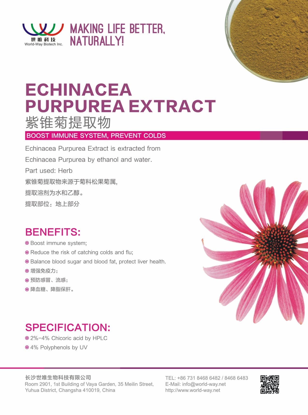 Pure natural chicoric acid Echinacea purpurea extract | tradekorea