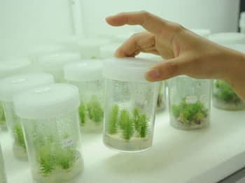 Agar Agar Plant Tissue Culture Grade | tradekorea