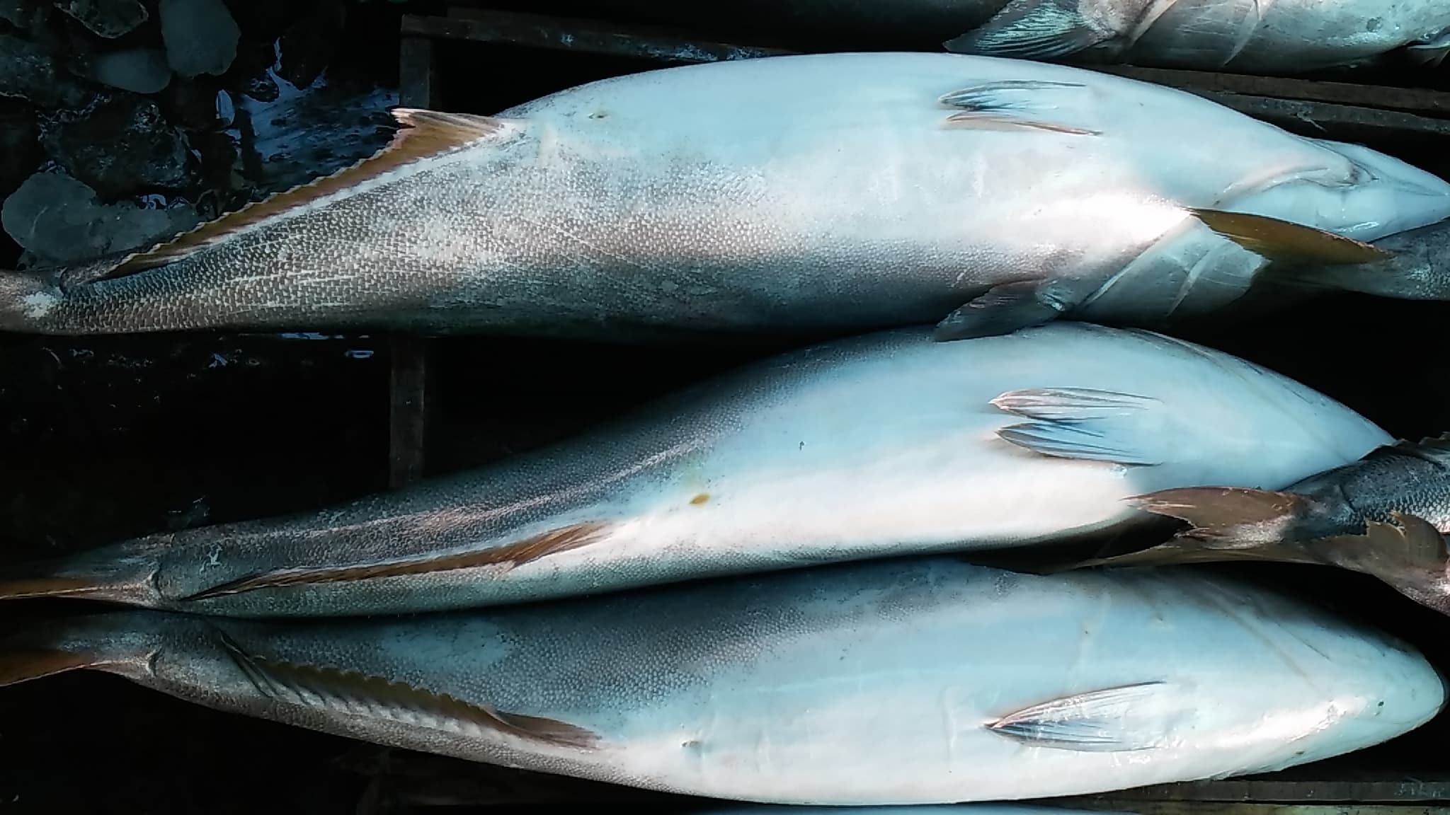 Frozen yellow tail, whole round | tradekorea