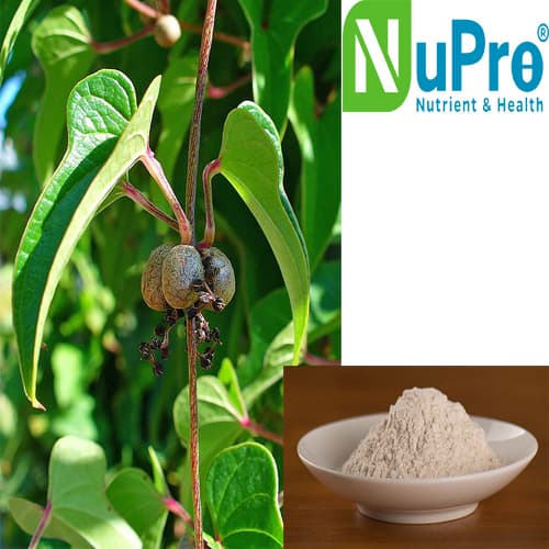 Dioscorea hamiltonii extract | tradekorea