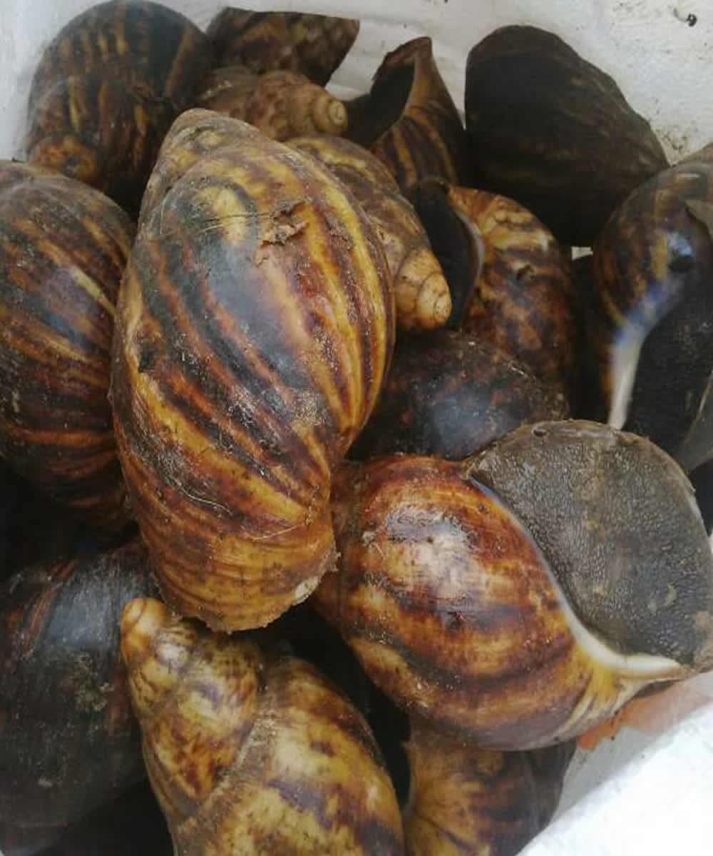 Live Snails | tradekorea