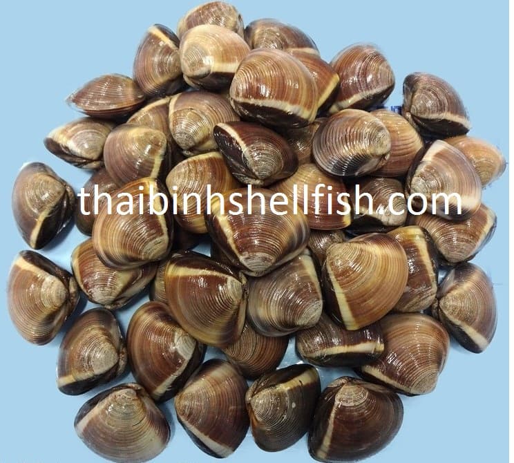 BEST QUALITY FROZEN WHOLE BROWN CLAM SHELL ON | tradekorea