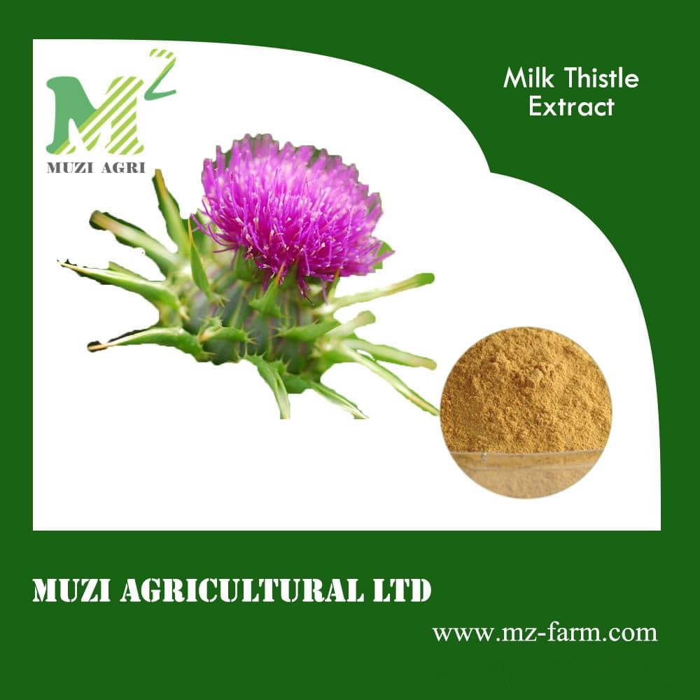 Milk Thistle Extract silymarin/silybin | tradekorea