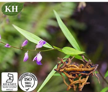 Polygala Tenuifolia Extract | tradekorea